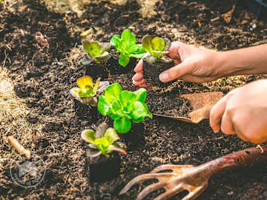 Modern raised garden beds to buy | House of Tents